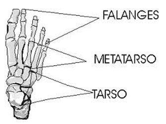 Anatomía del Pie | Conforpié